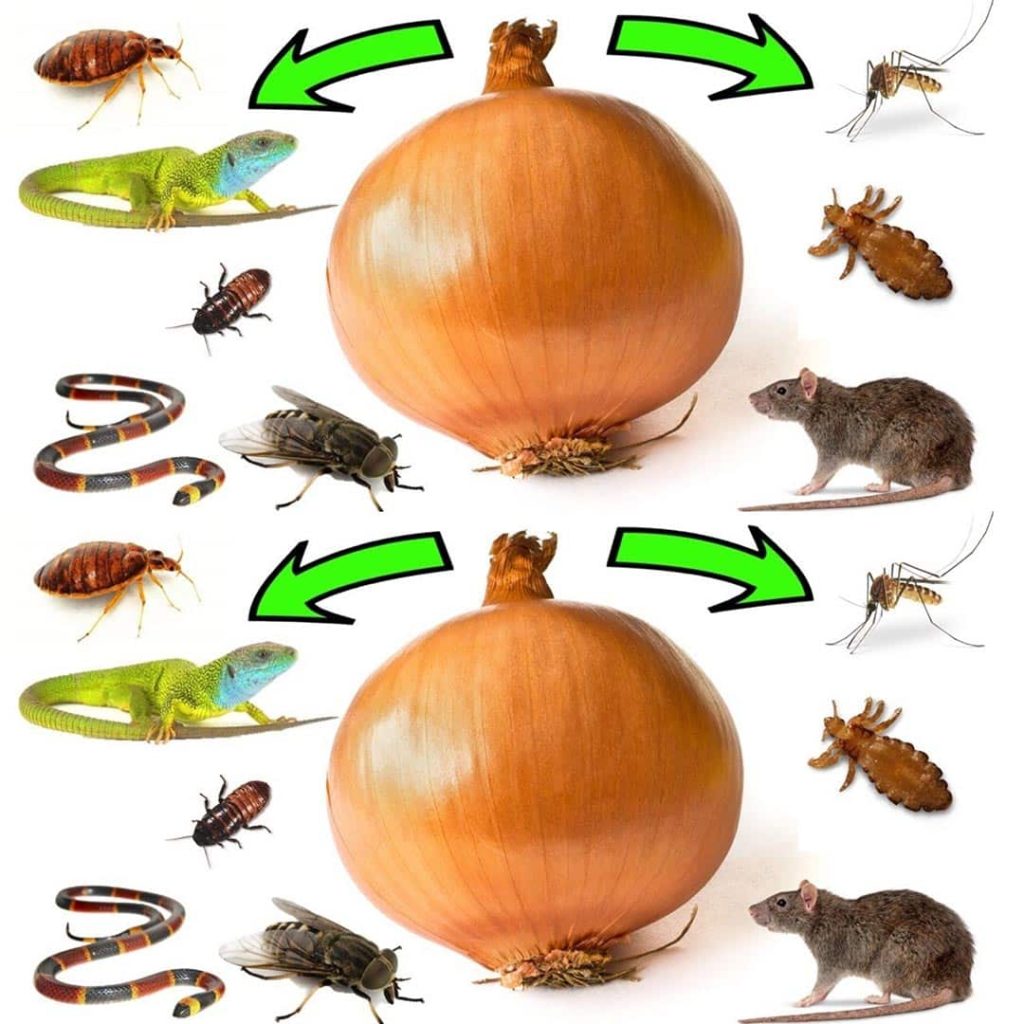 Des astuces naturelles pour repousser les nuisibles : rats, mouches ...