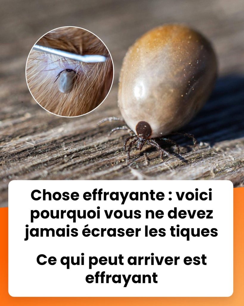 Les risques méconnus de se débarrasser d'une tique dans les toilettes ...